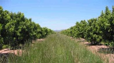 Barreras vegetales para frenar la contaminación