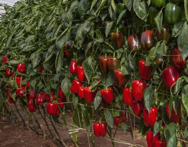 “El crecimiento será mayor en bio que en especialidades”. NUNHEMS ...