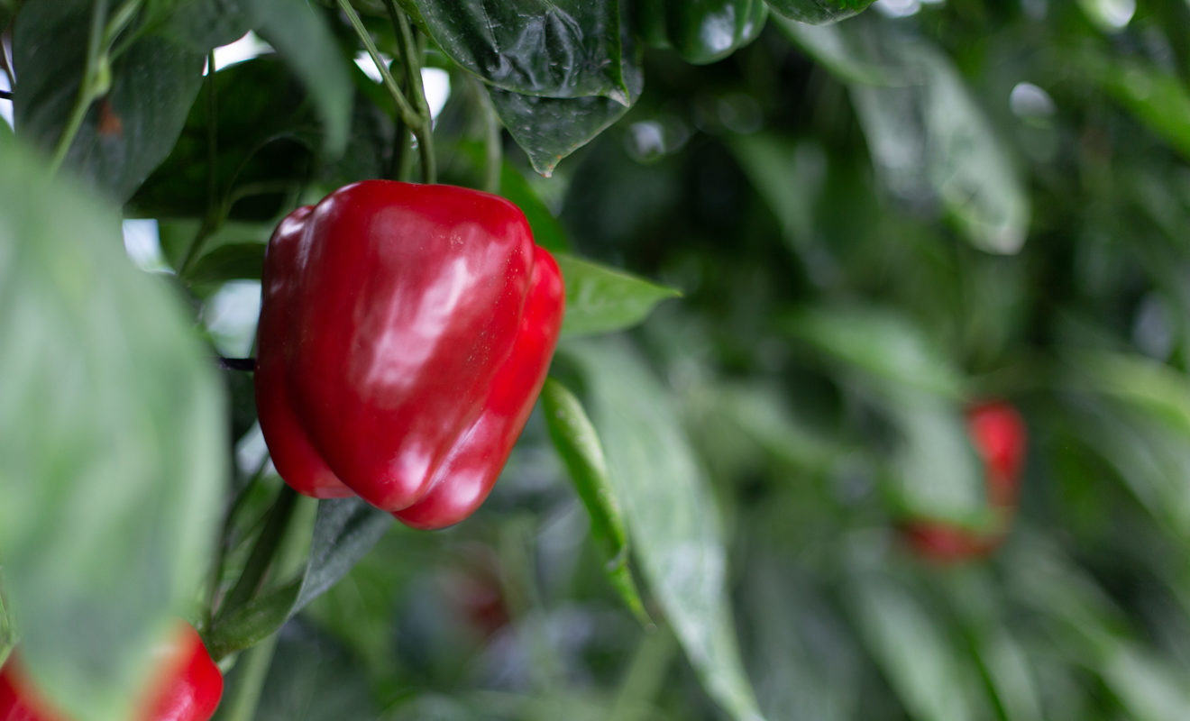 El pimiento California rojo, la variedad más solicitada