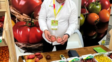 Yuksel Seeds presenta sus últimas variedades de tomate resistentes al ...