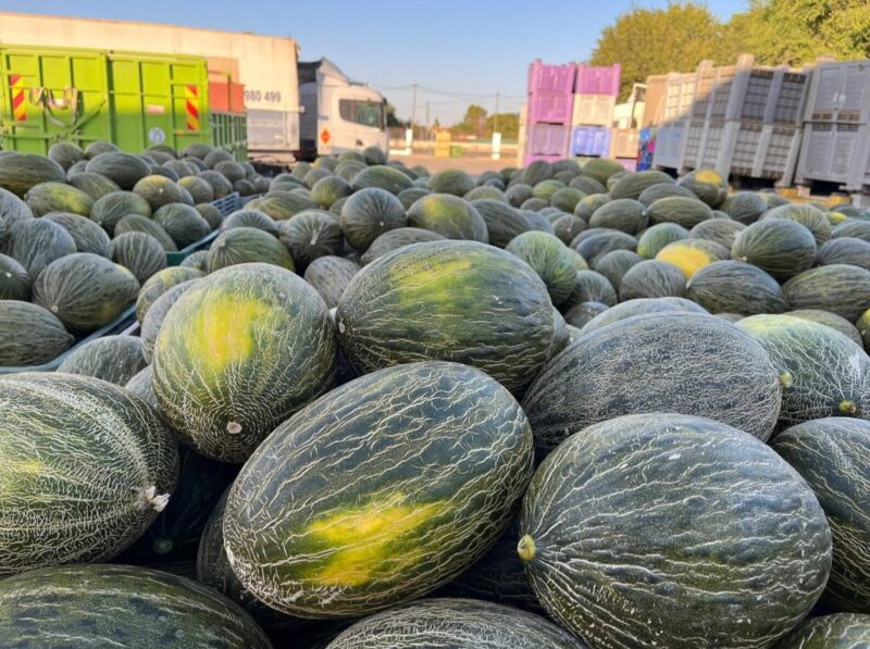 Núñez García y Filoso espera aumentar su volumen de melón