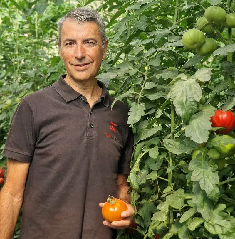 Explorando los límites del universo del tomate