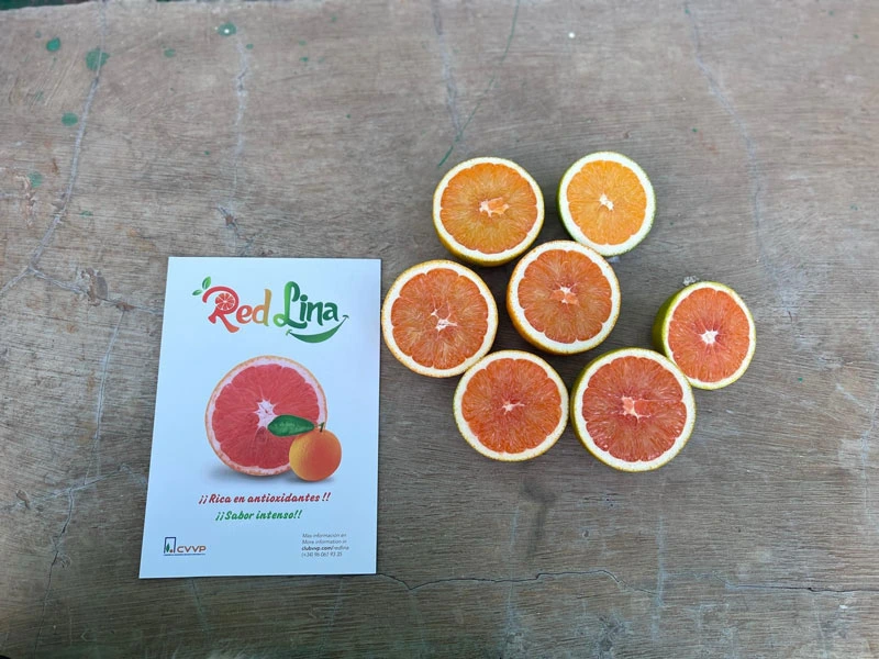 Éxito de las jornadas de puertas abiertas de la naranja Red Lina