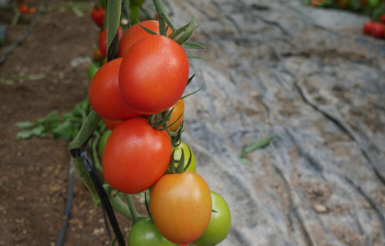 Bayer Seminis lanza un nuevo tomate pera de gran calibre y un ...