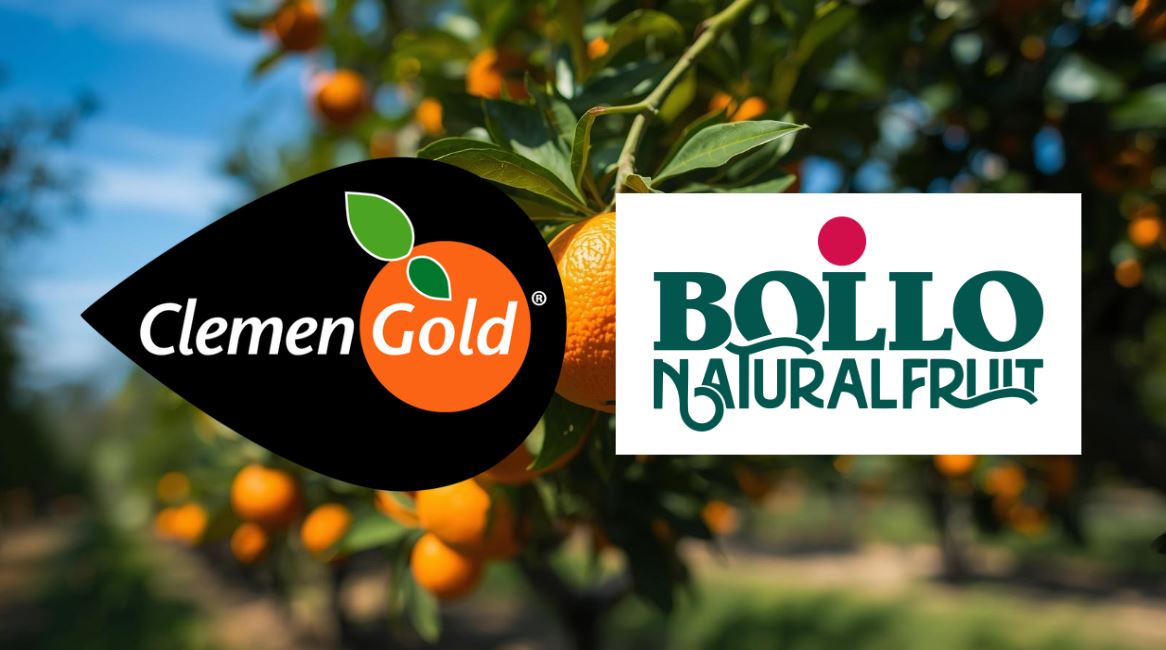 Bollo y ClemenGold se unen para garantizar mandarina 12 meses
