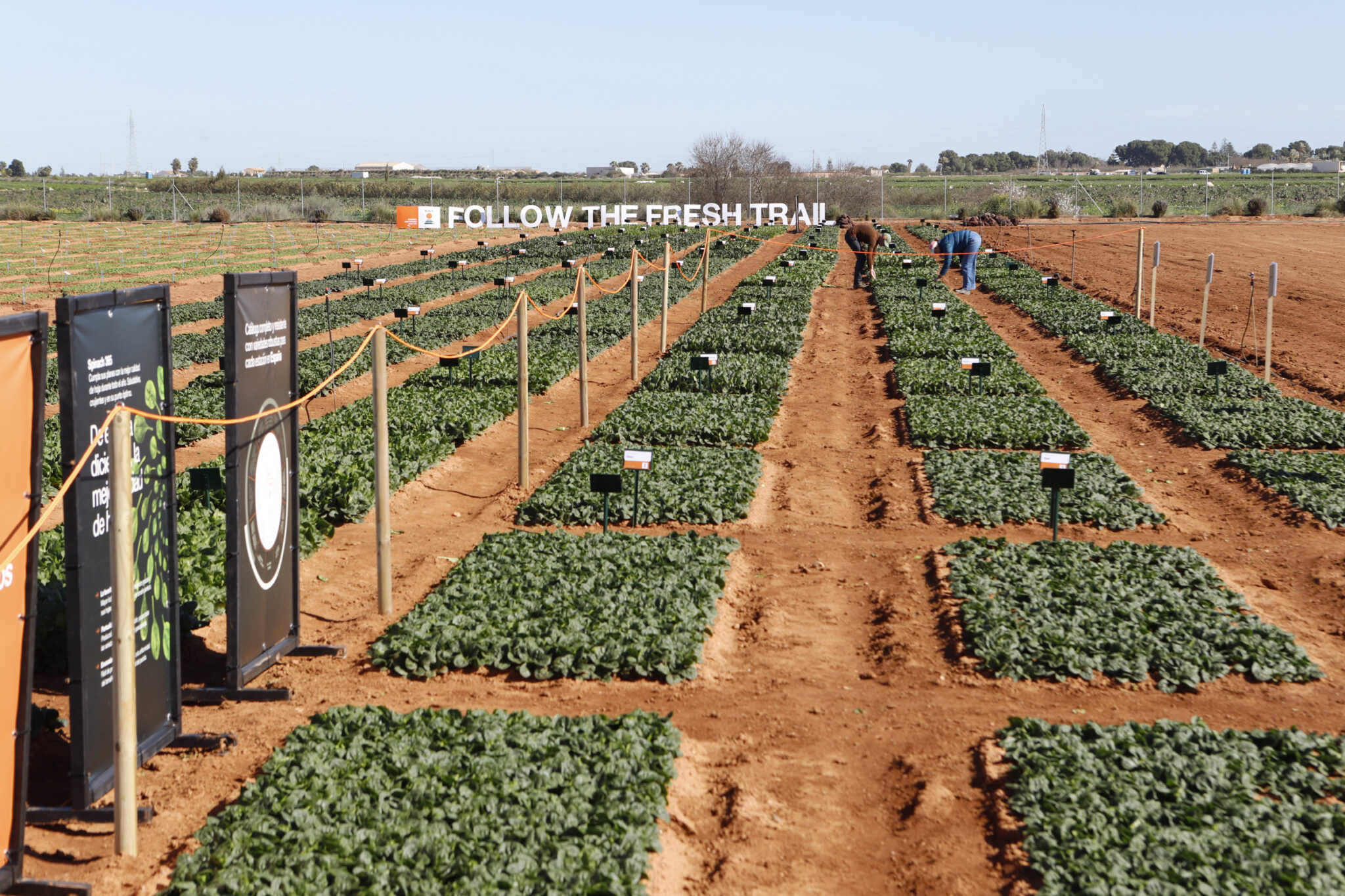 KWS Leafy PopUp Murcia impulsa la espinaca