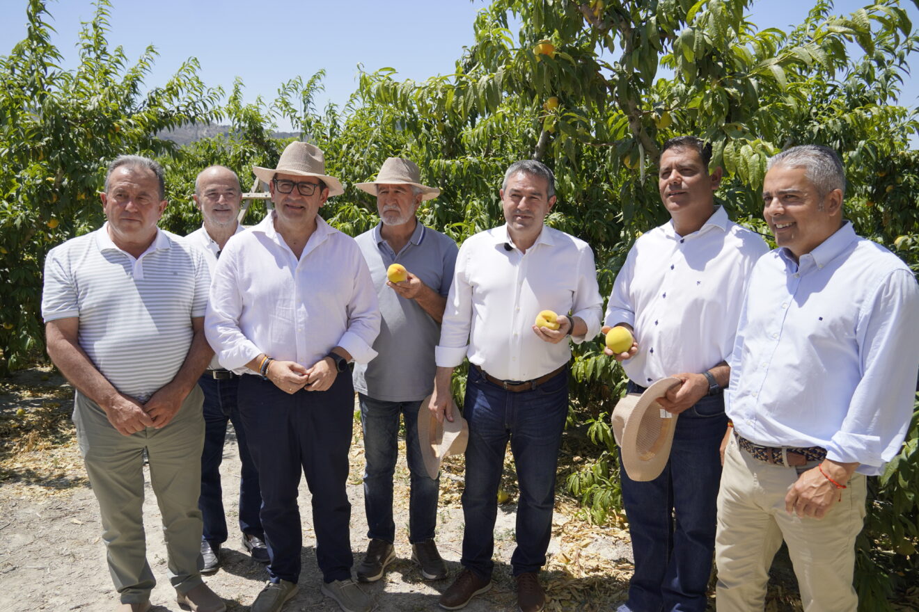 La IGP Melocotón de Cieza prevé superar en 2026 los cuatro millones de ...